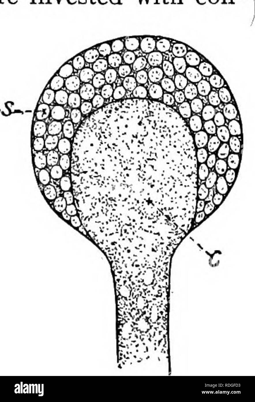 Algae car Black and White Stock Photos & Images - Alamy