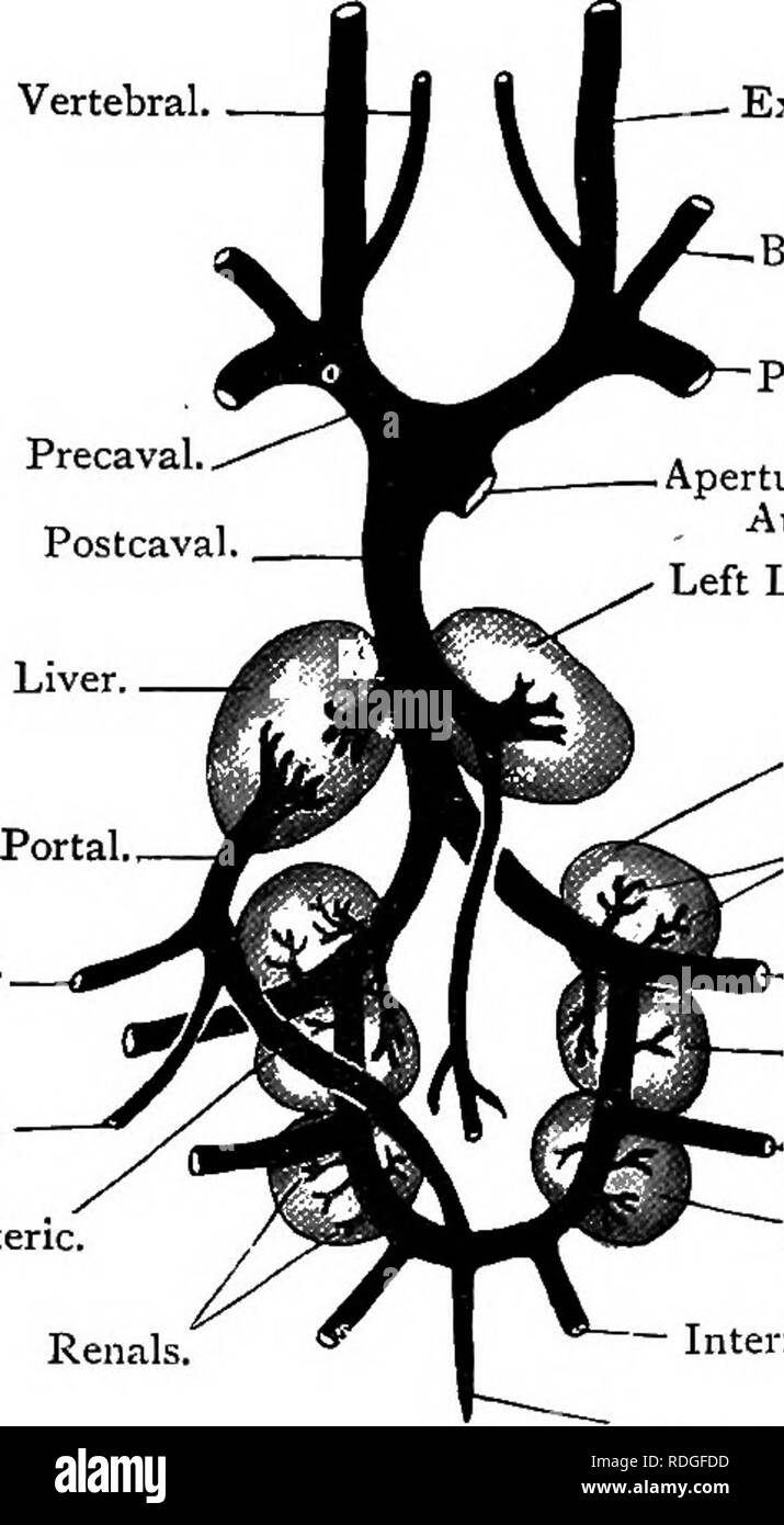 . Elementary text-book of zoology. COLUMBA, 365 crescentic and has a ...