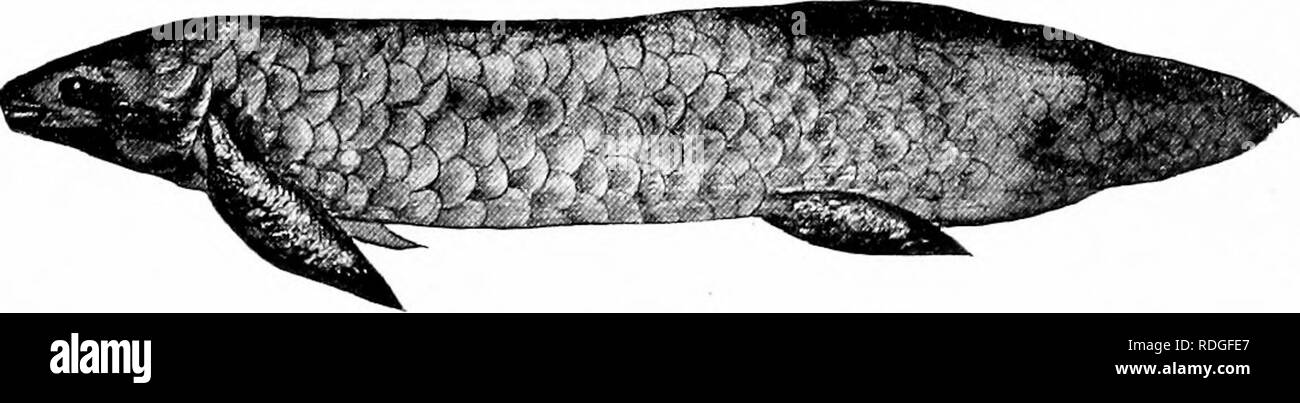 . A textbook in general zoology. Zoology. 224 FISHES to the length of ...