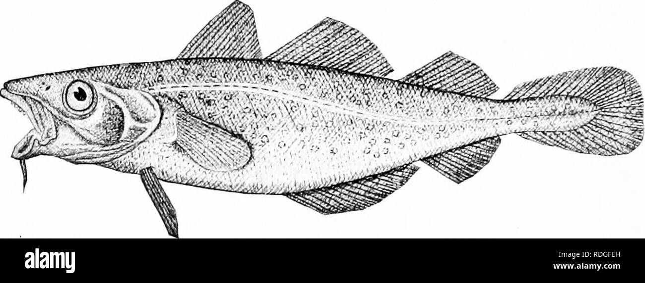 Anadromous Black and White Stock Photos & Images - Alamy