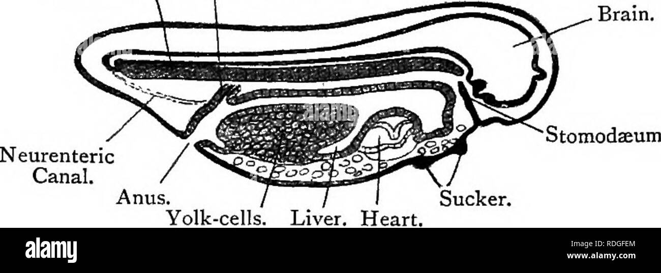 Frogs view Black and White Stock Photos & Images - Alamy