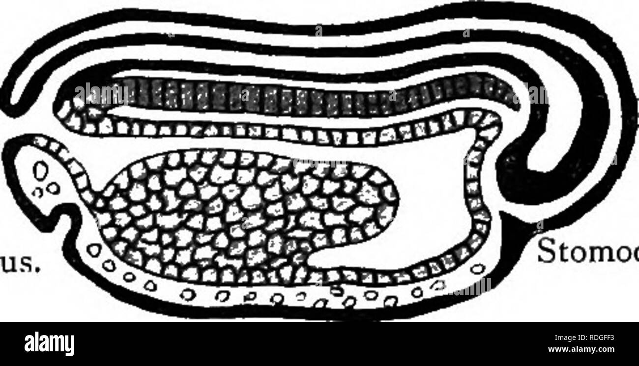 Early frog development Black and White Stock Photos & Images - Alamy