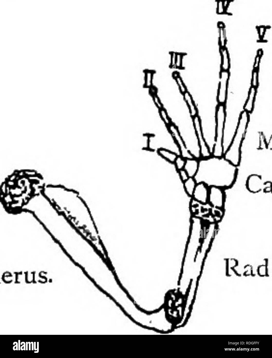 . Elementary text-book of zoology. Scapula. Coracoid. Xiphisternum ...