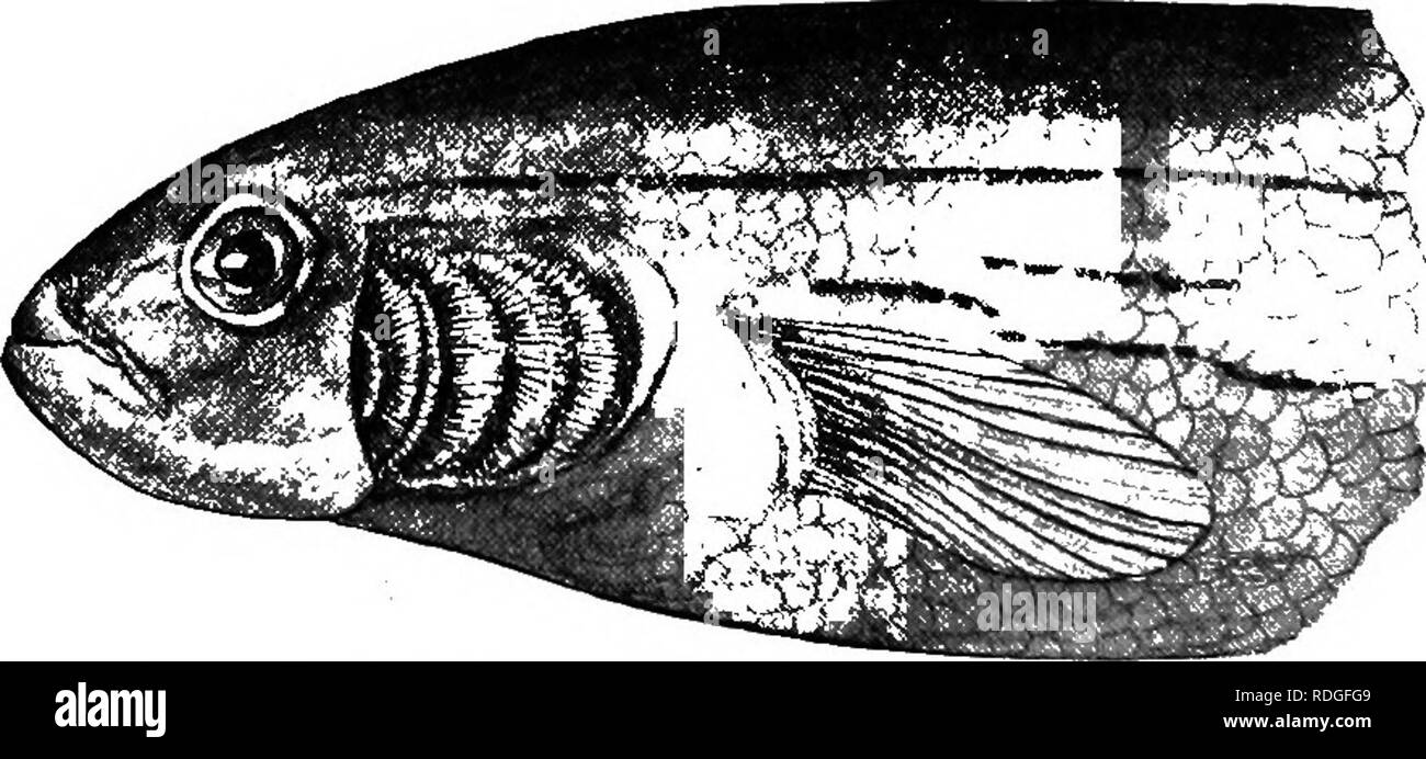 . A textbook in general zoology. Zoology. 210 FISHES four are borne ...
