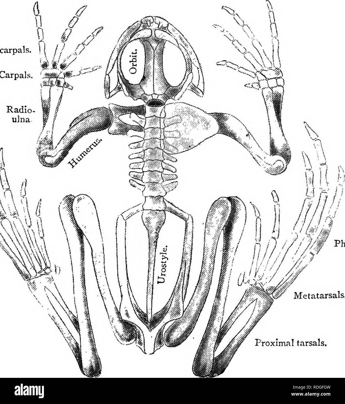 . Elementary text-book of zoology. RANA. 349 cartilaginous nasal ...