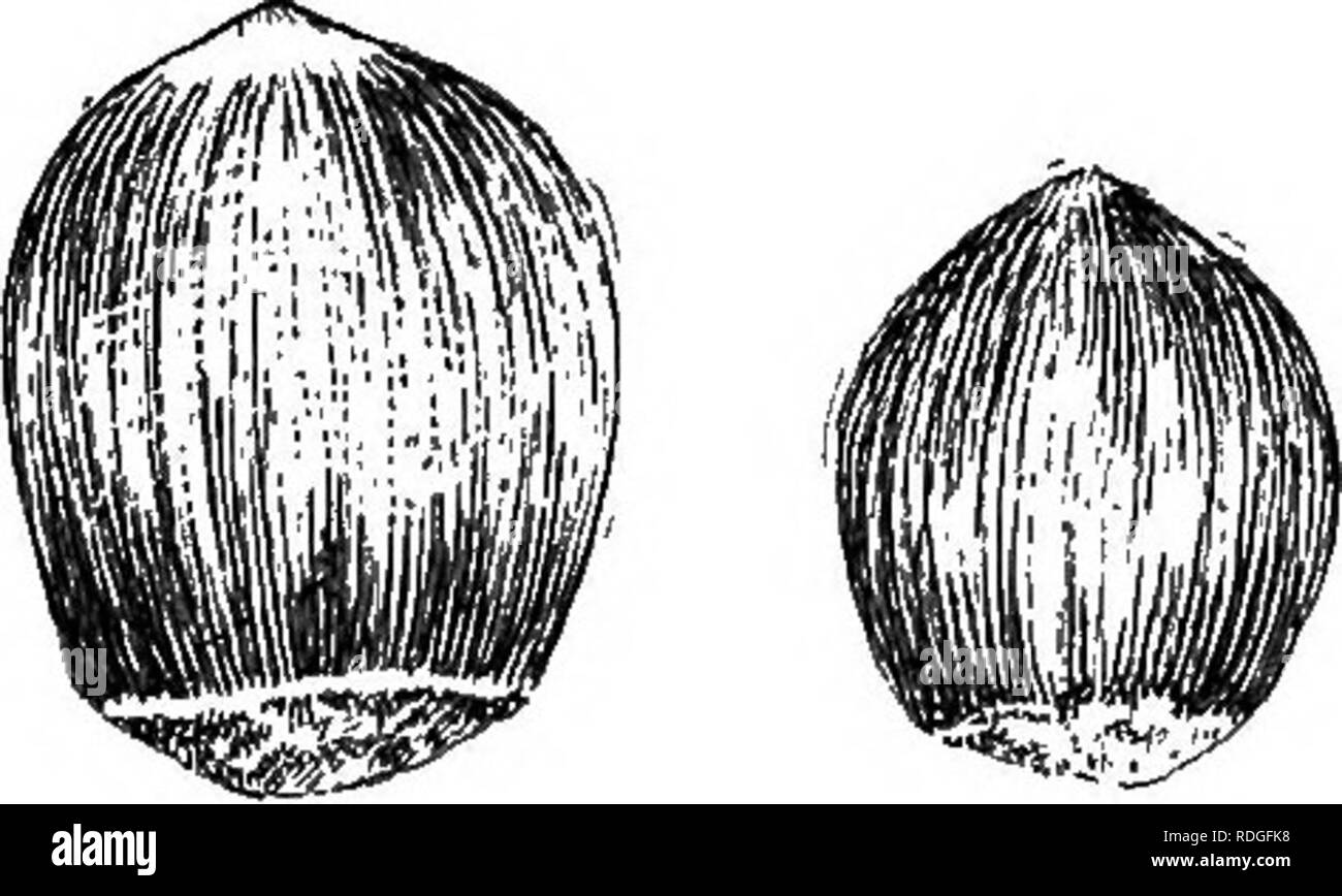 . The nut culturist : a treatise on the propagation, planting and ...