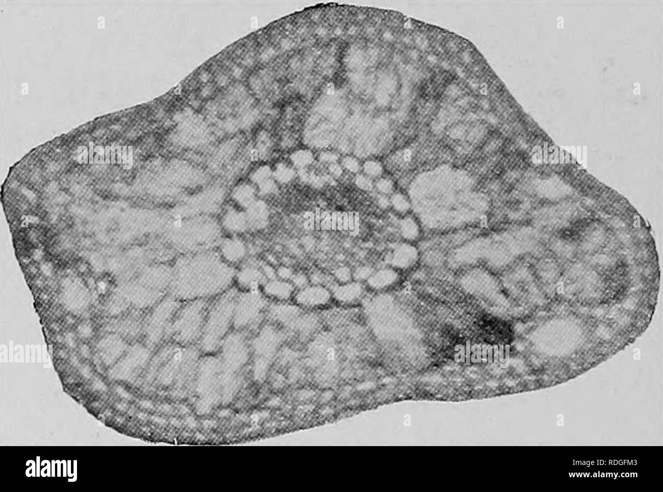 Snow on blown over tree hi-res stock photography and images - Alamy