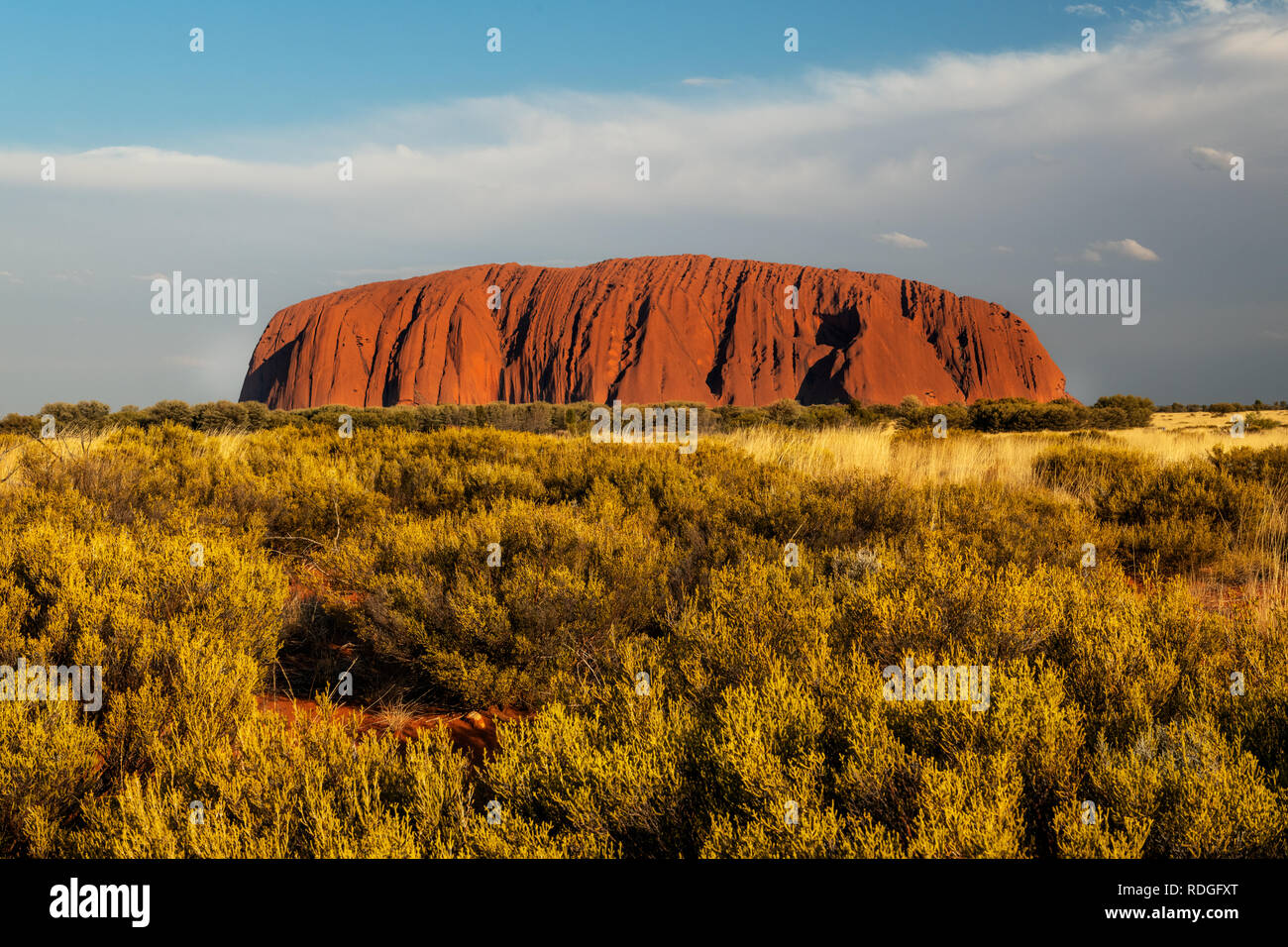 Famous Uluru with bushes in bloom Stock Photo - Alamy