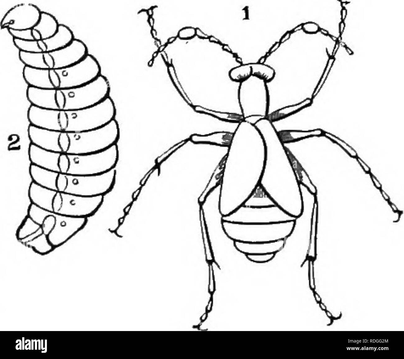 Elytra coleoptera Black and White Stock Photos & Images - Alamy