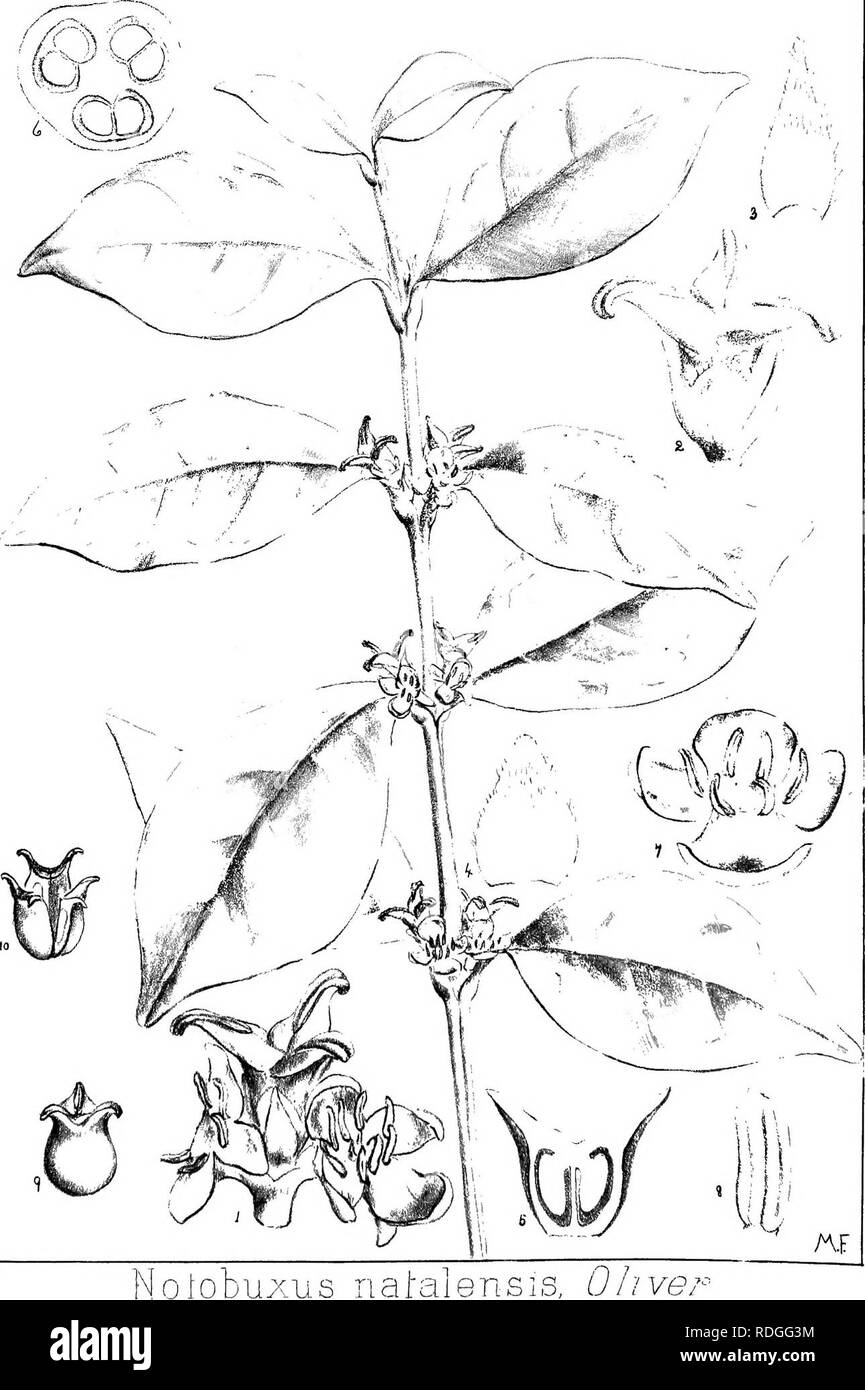 . Natal plants : Descriptions and figures of Natal indigenous plants ...