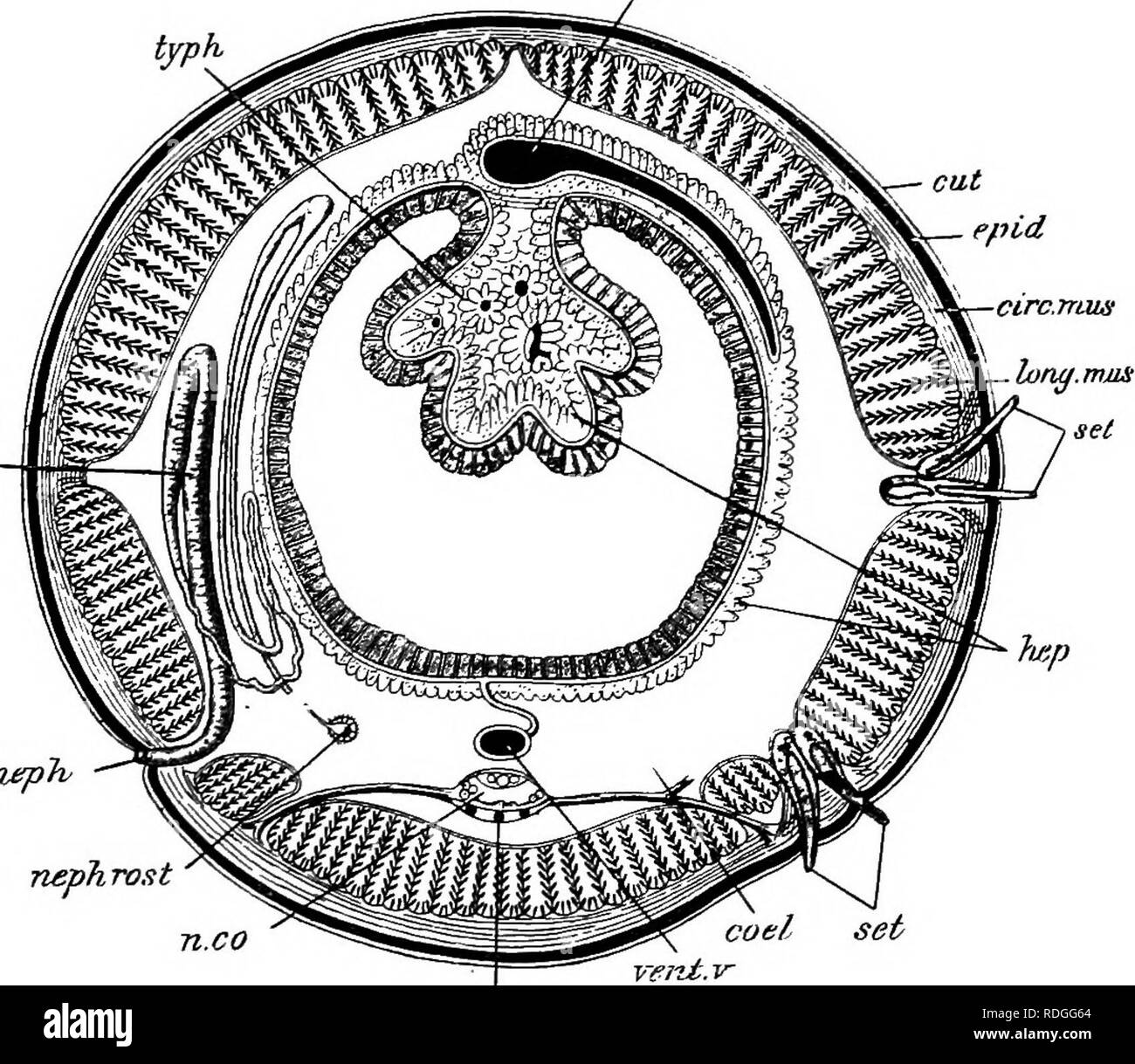 . An elementary course of practical zoology. Zoology. 322 THE EARTHWORM ...