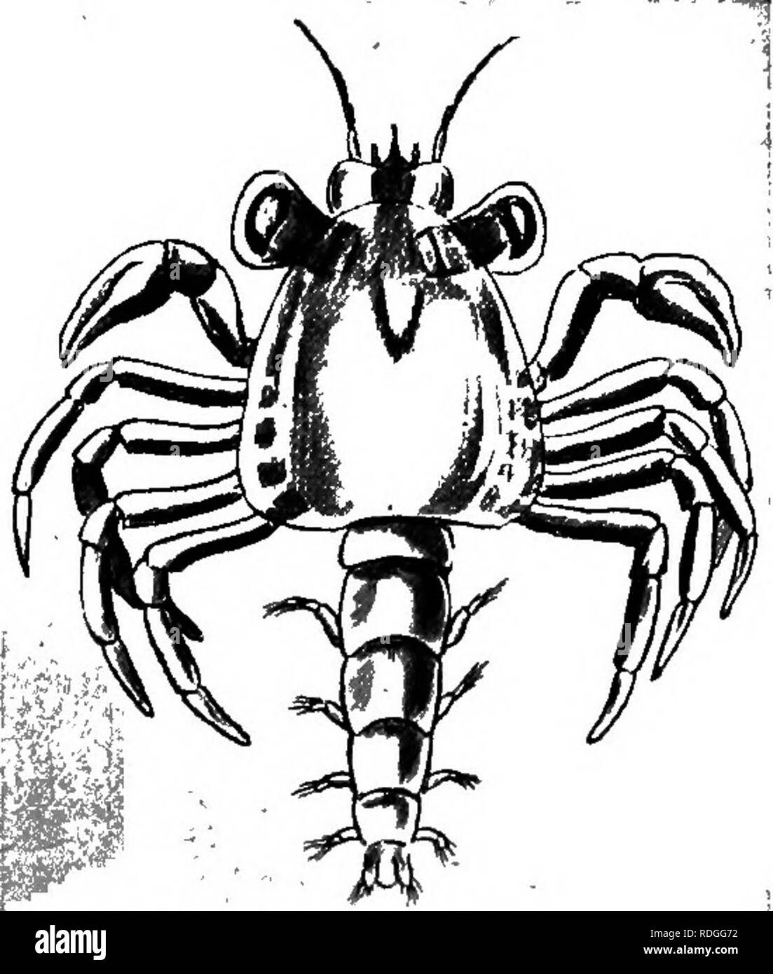 Megalopa Black and White Stock Photos & Images - Alamy