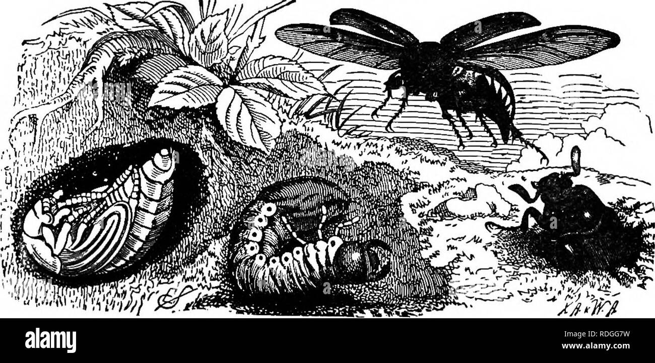 Common cockchafer melolontha vulgaris hi-res stock photography and ...