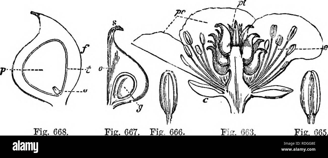 . A Manual of botany : being an introduction to the study of the ...