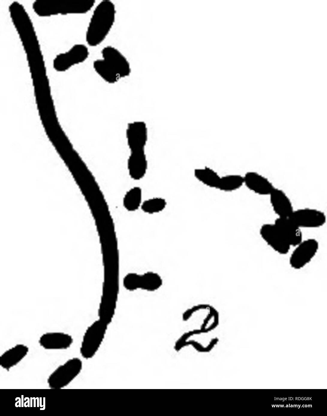 Acetic acid bacteria Cut Out Stock Images & Pictures - Alamy