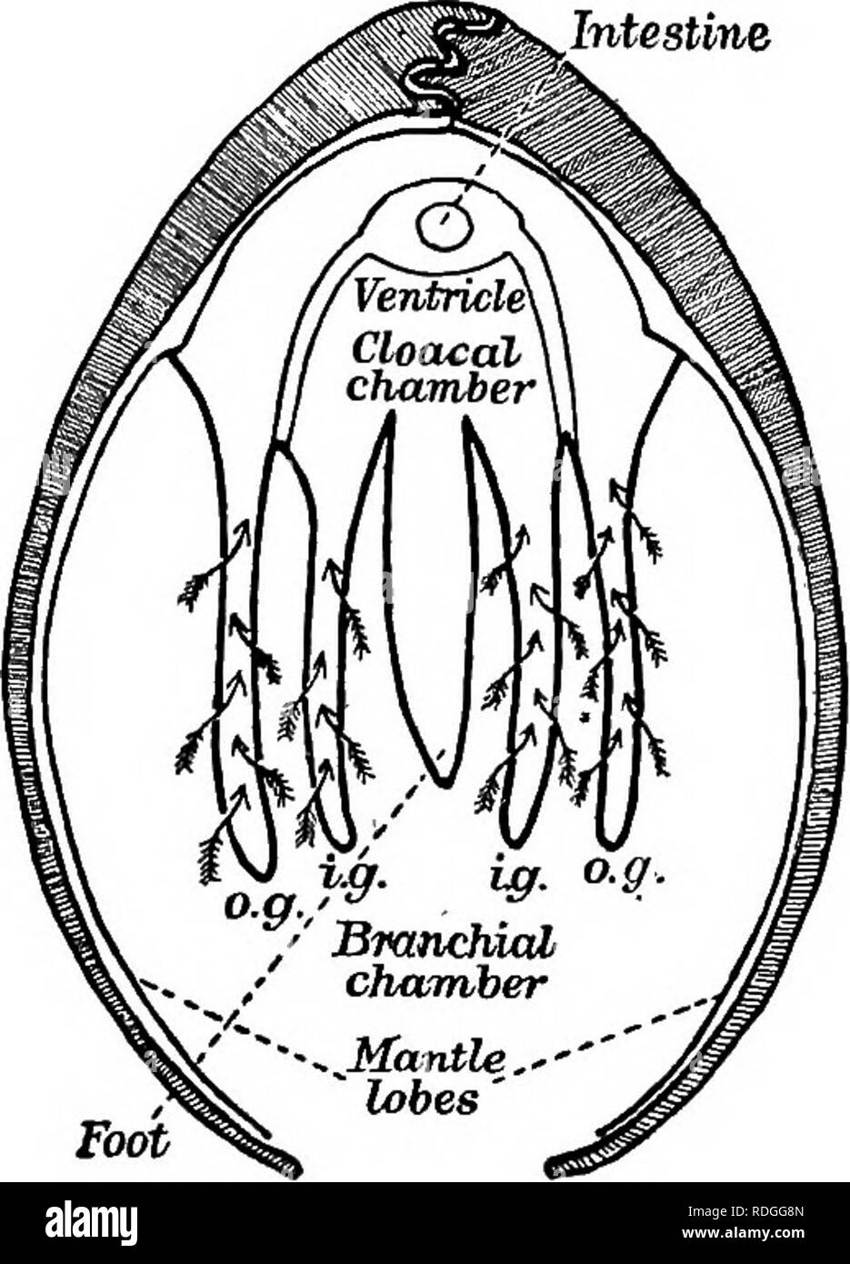 . A textbook in general zoology. Zoology. MUSSELS, CLAMS, OYSTERS ...
