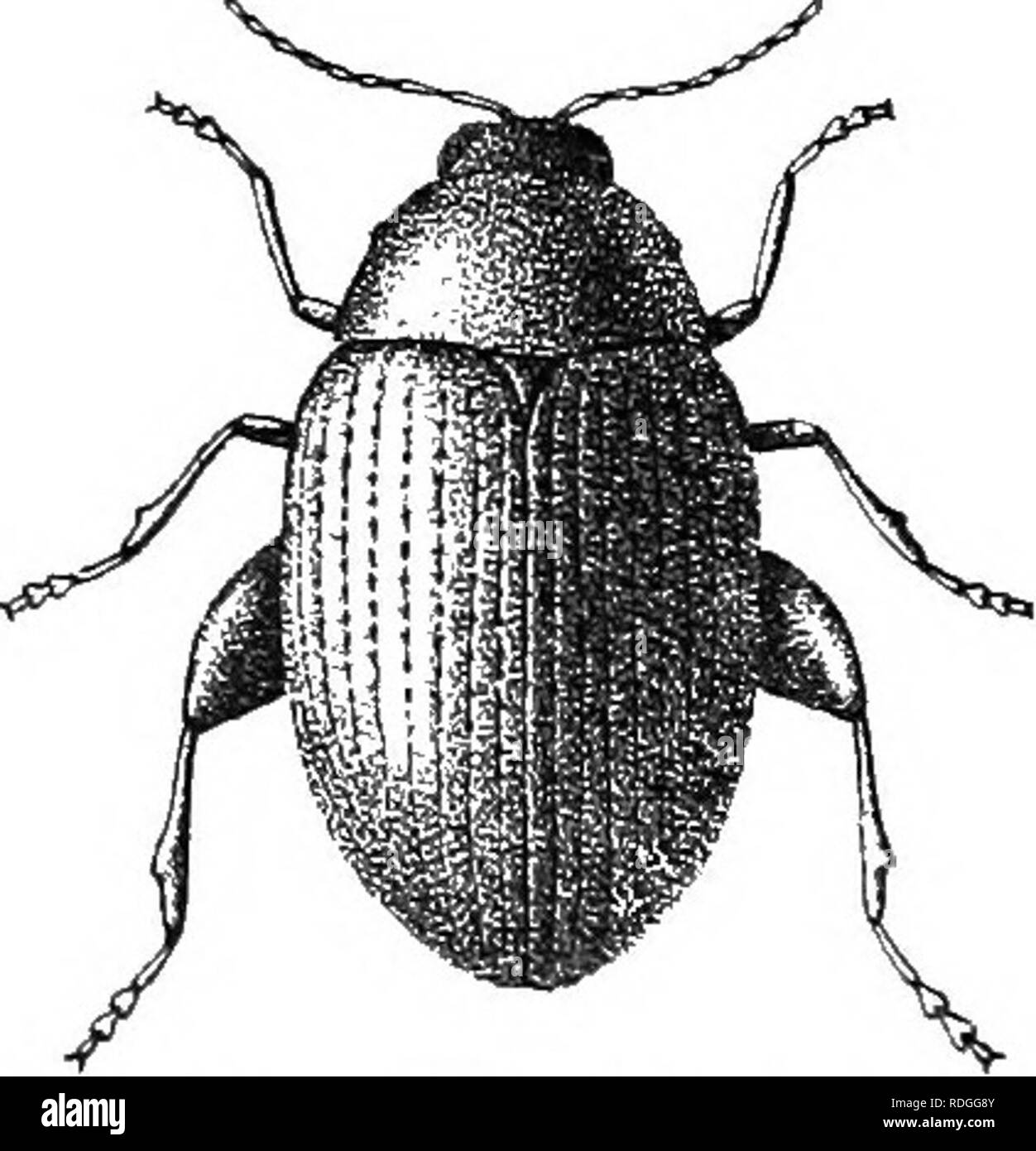 . An illustrated descriptive catalogue of the coleoptera or beetles ...
