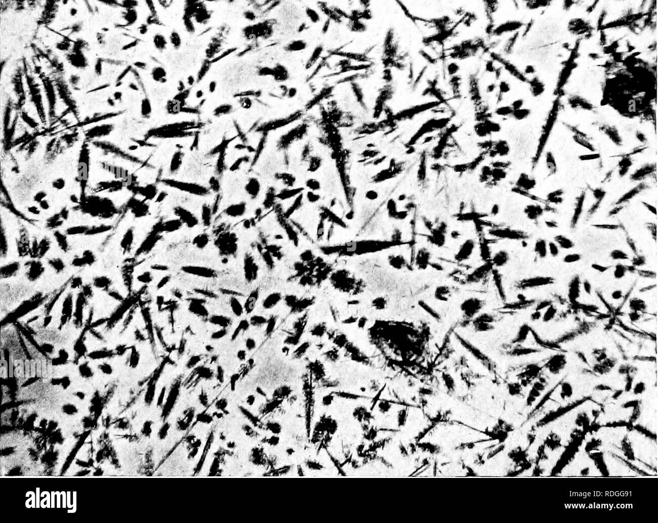 Microliths hi-res stock photography and images - Alamy