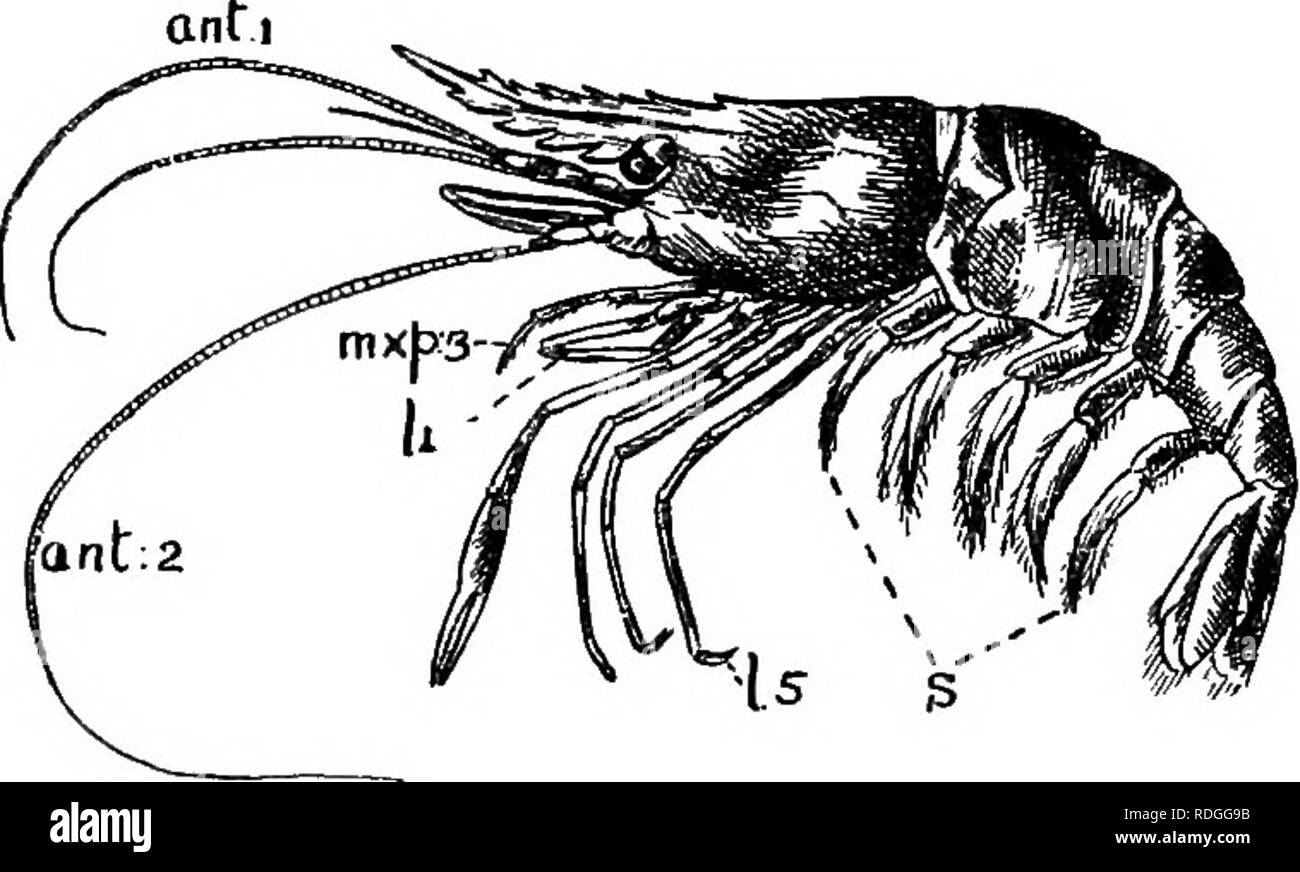Common prawn Black and White Stock Photos & Images - Alamy