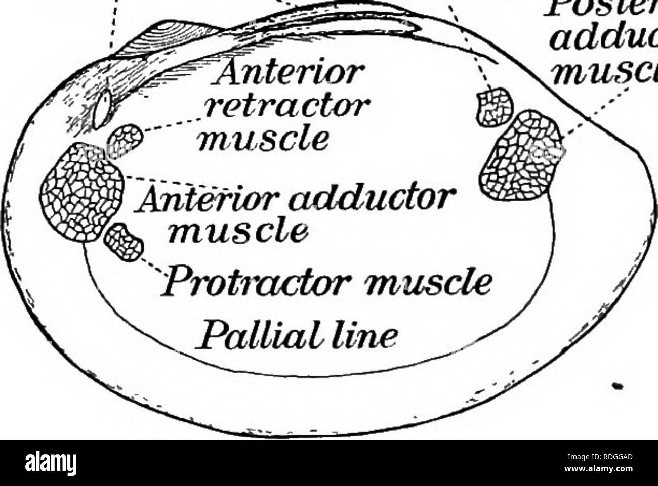 . A textbook in general zoology. Zoology. The inner layer con- sists of ...