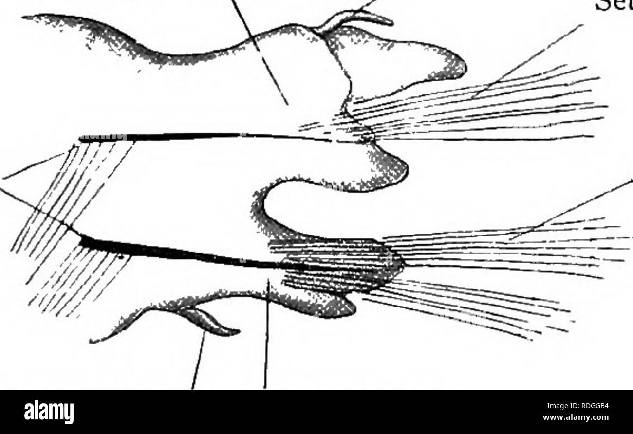 Lateral appendages Black and White Stock Photos & Images - Alamy