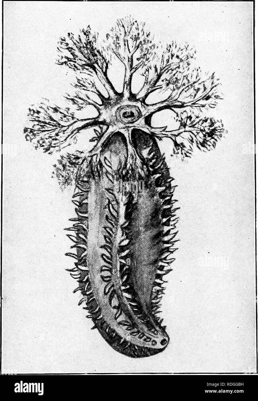 Sea cucumber spicules hi-res stock photography and images - Alamy