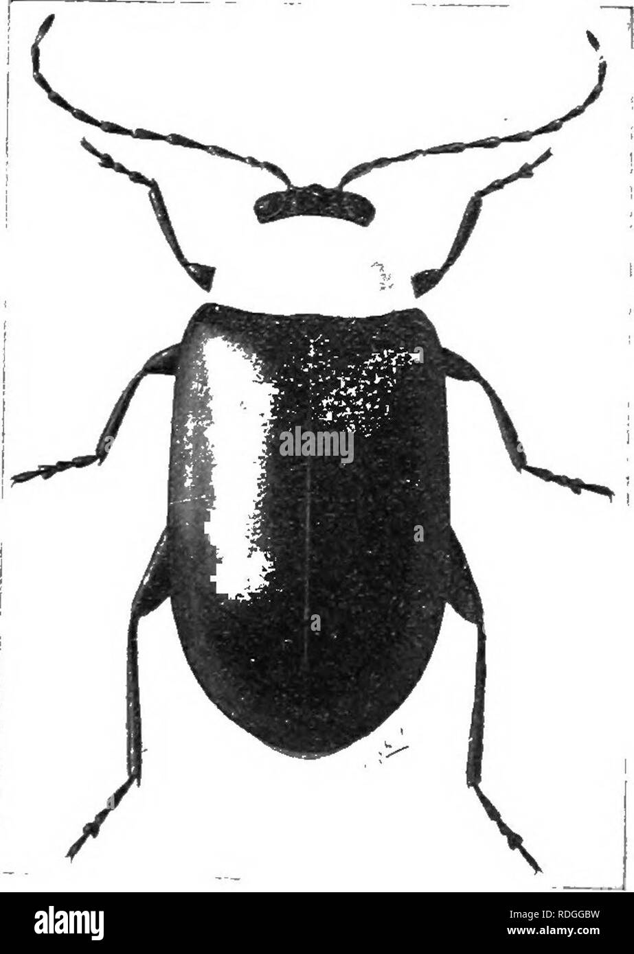 . An illustrated descriptive catalogue of the coleoptera or beetles ...
