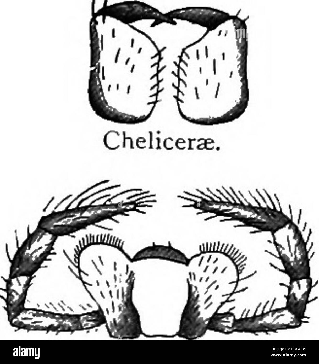 Constricted abdomen Black and White Stock Photos & Images - Alamy