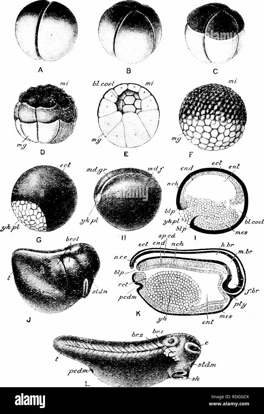 . An elementary course of practical zoology. Zoology. Fig. 64 ...