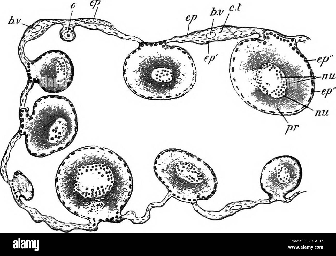 Frog egg cells hi-res stock photography and images - Alamy