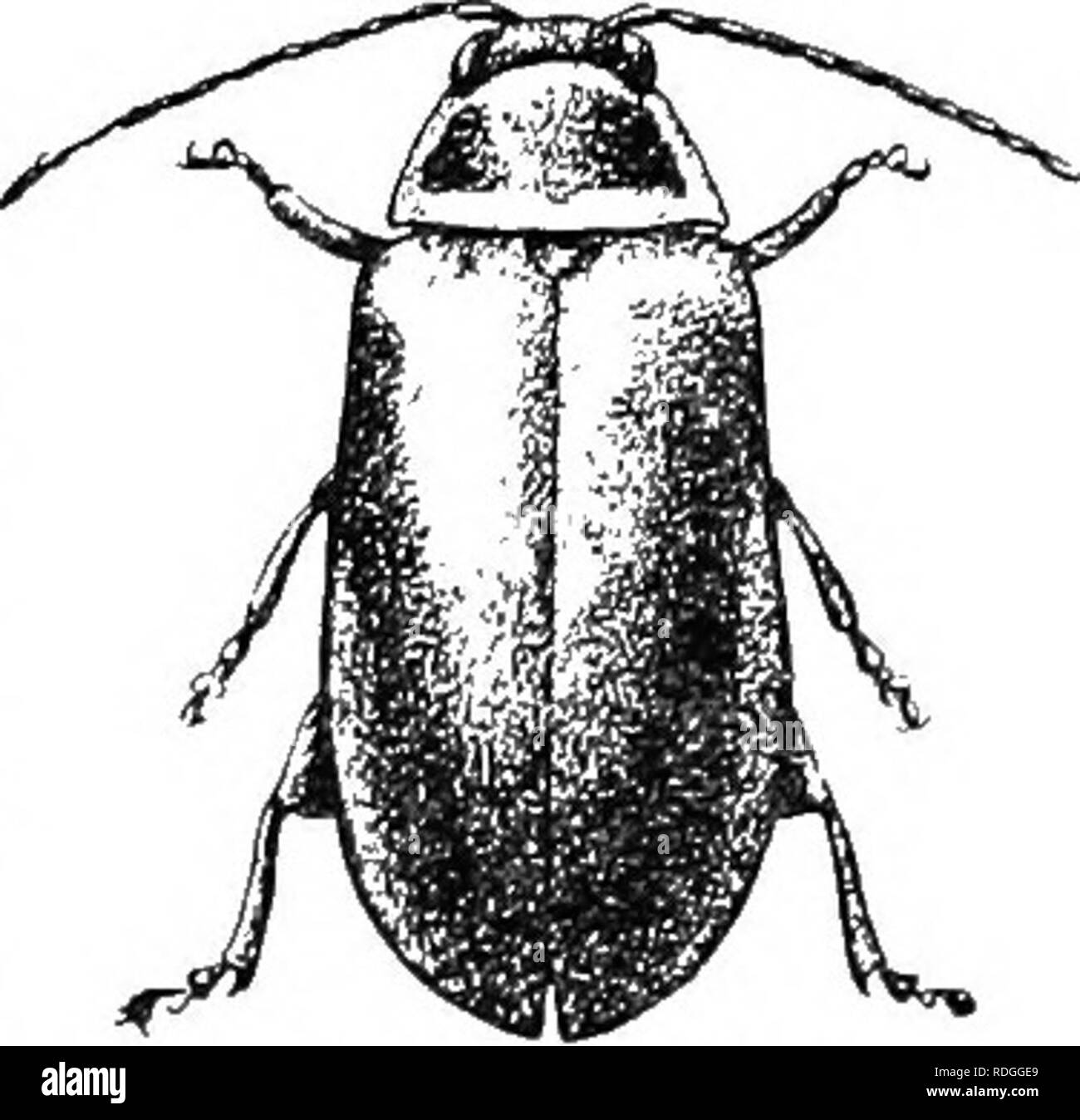 . An illustrated descriptive catalogue of the coleoptera or beetles ...
