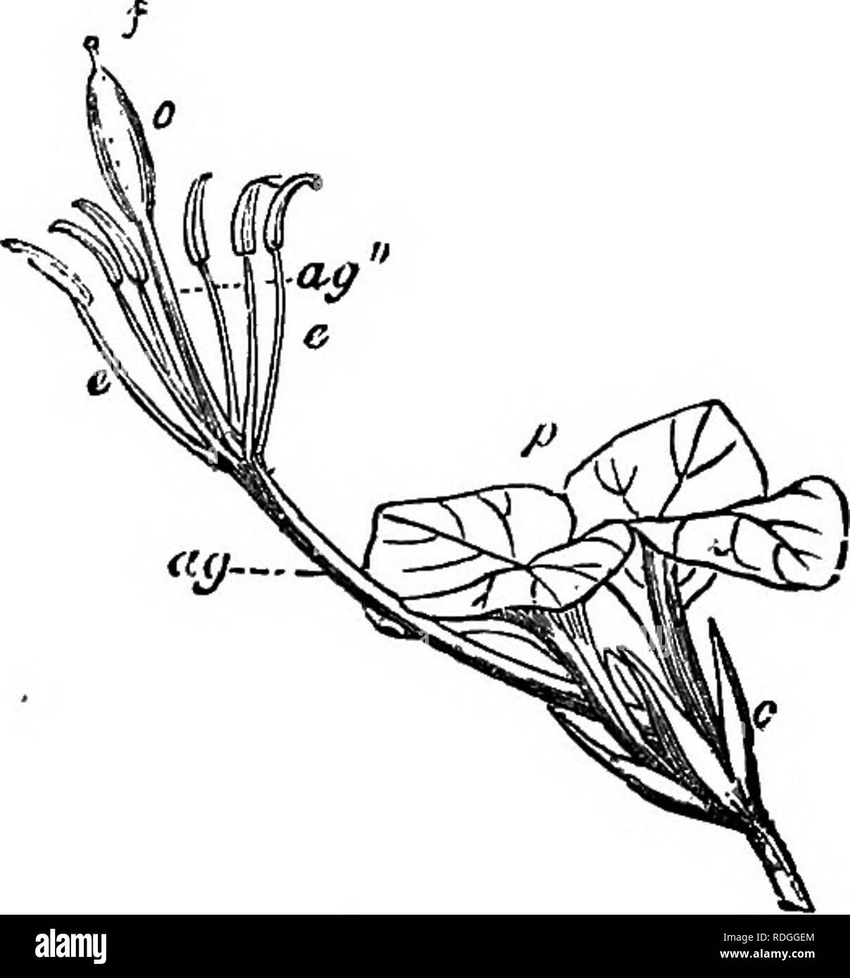 . A Manual of botany : being an introduction to the study of the ...