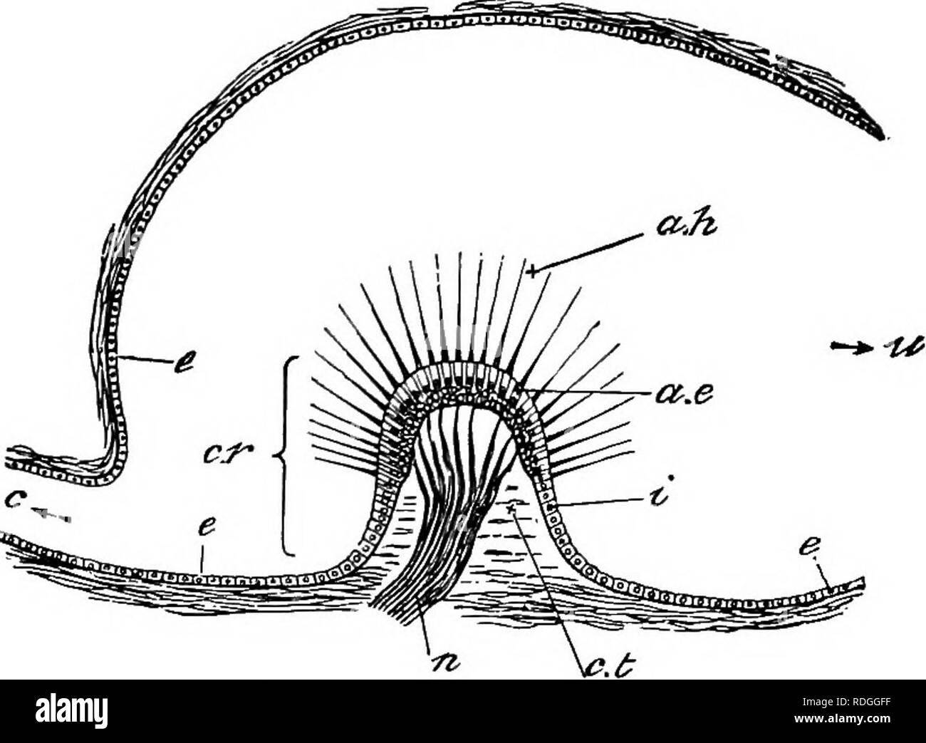 Endolymph hi-res stock photography and images - Alamy