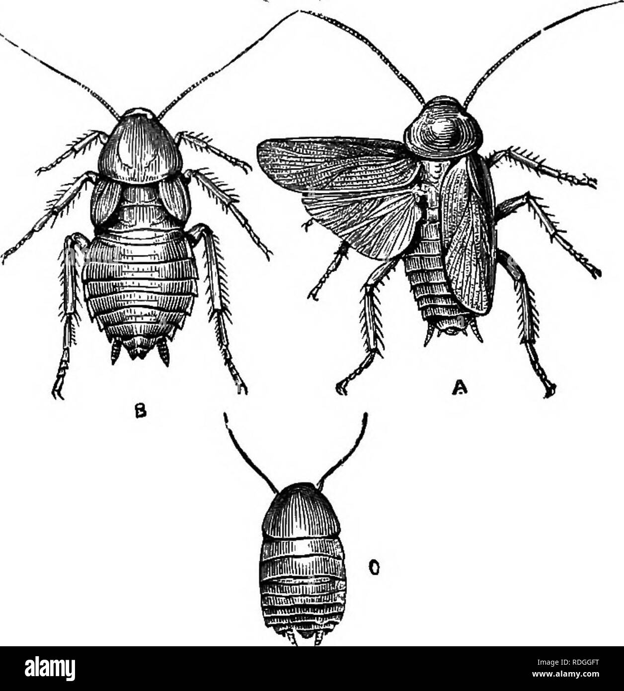 Female cockroach Black and White Stock Photos & Images - Alamy