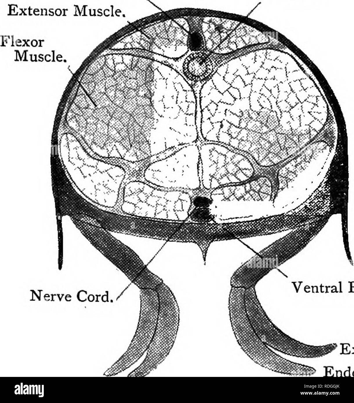 . Elementary text-book of zoology. NEPHROPS. 217 In the Arthropoda this ...