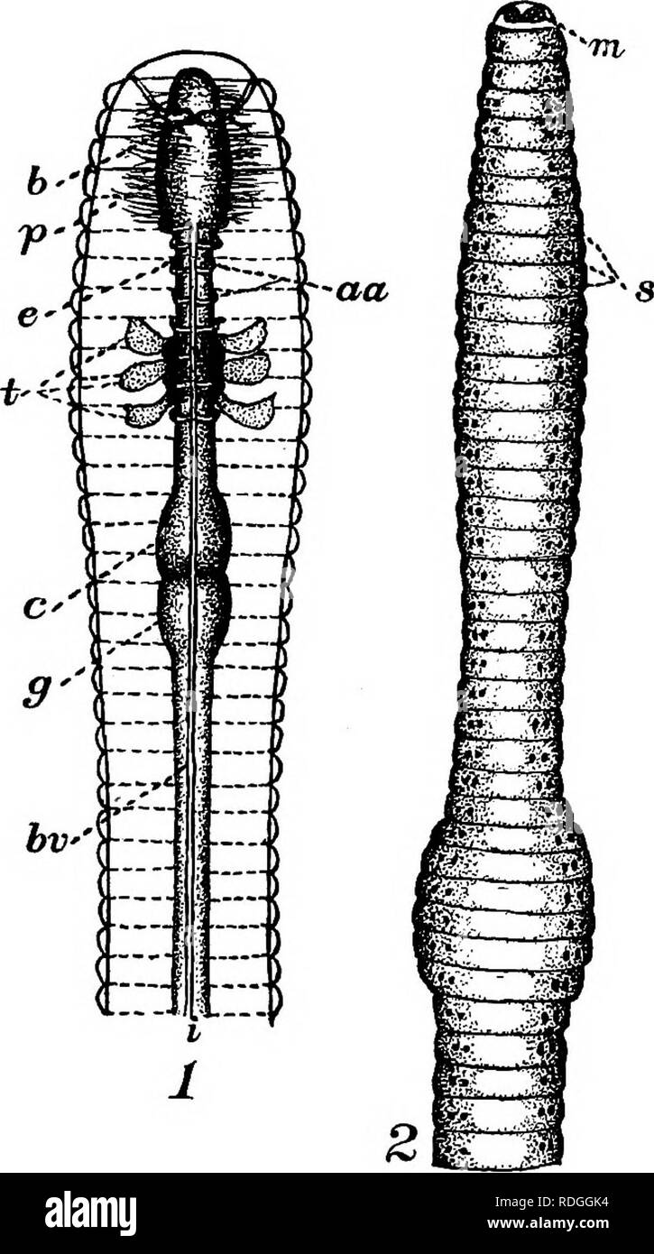 Muscular sys Cut Out Stock Images & Pictures - Alamy