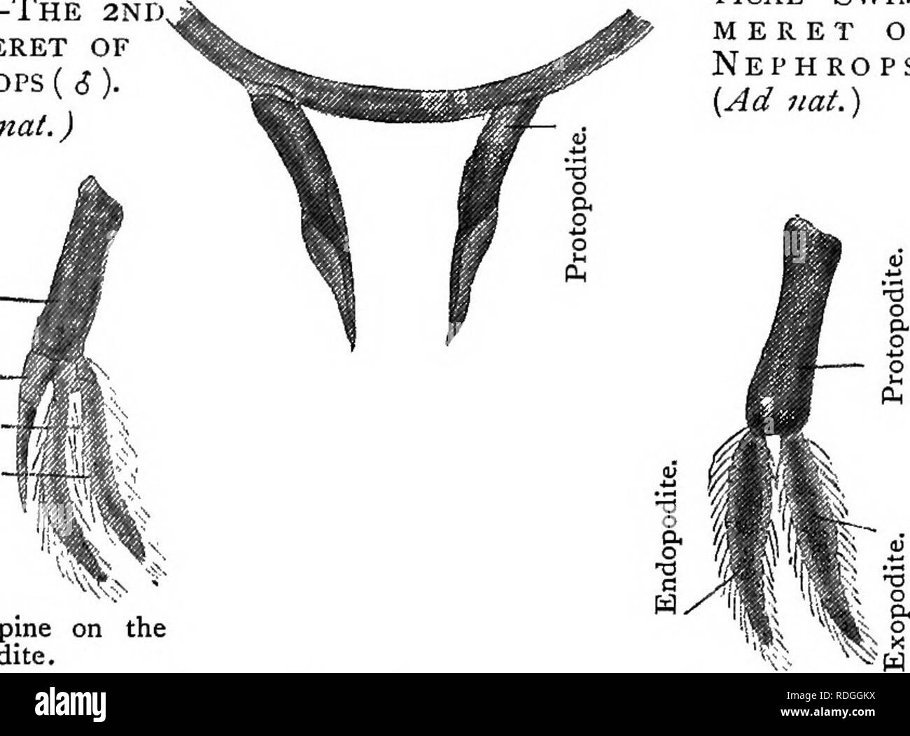 Swimmerets hi-res stock photography and images - Alamy