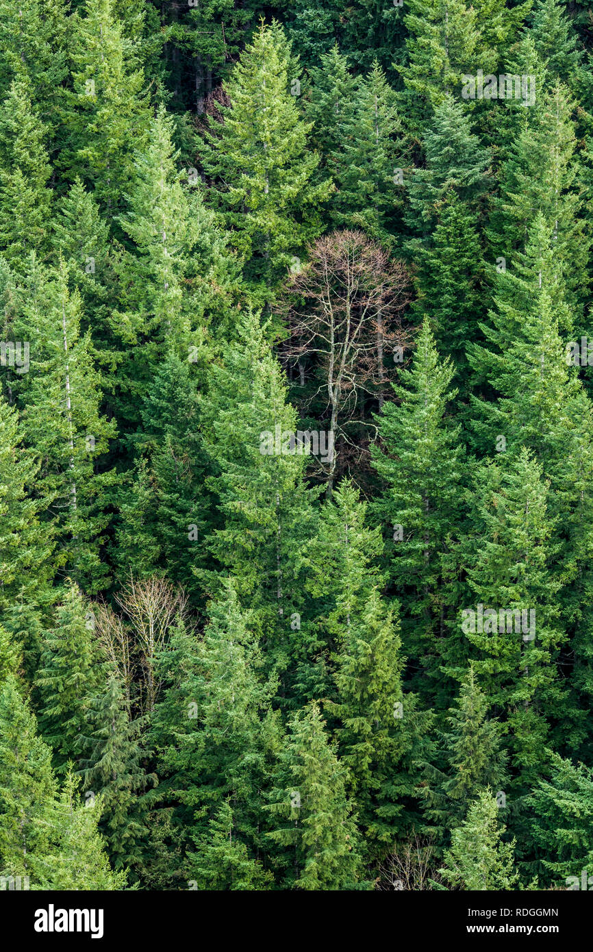 Mount si hi-res stock photography and images - Alamy