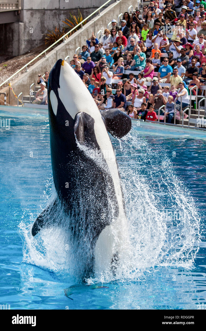 Orca jumping from water hi-res stock photography and images - Alamy