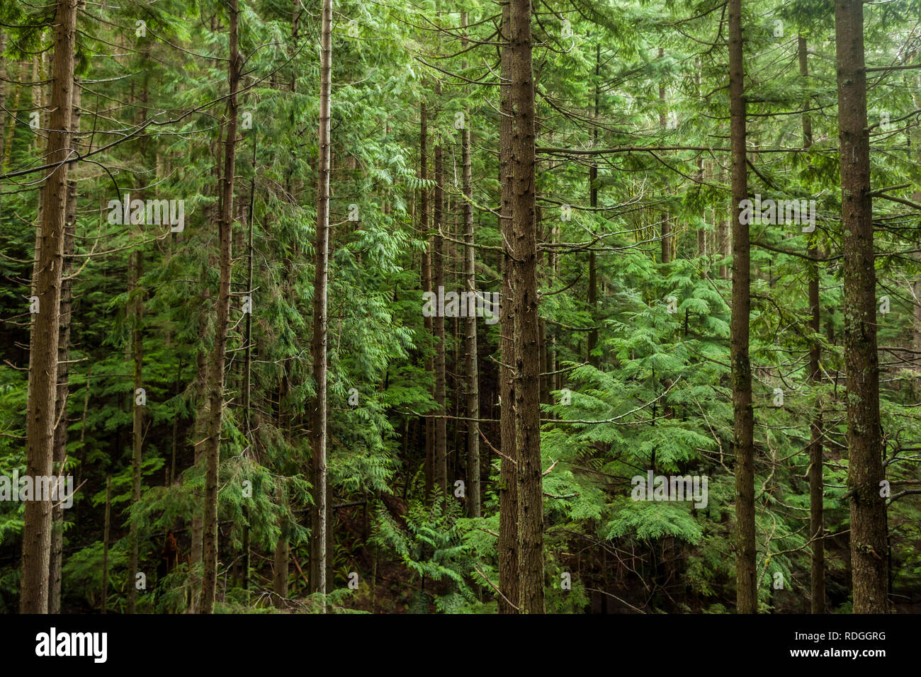 Grand trunk western hi-res stock photography and images - Alamy