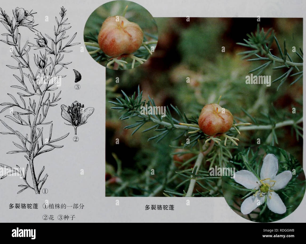 Zygophyllum xanthoxylon maxim hi-res stock photography and images - Alamy