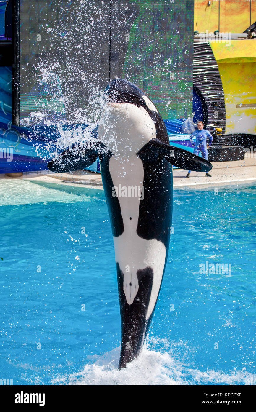 Orca Whale Jumping Orca