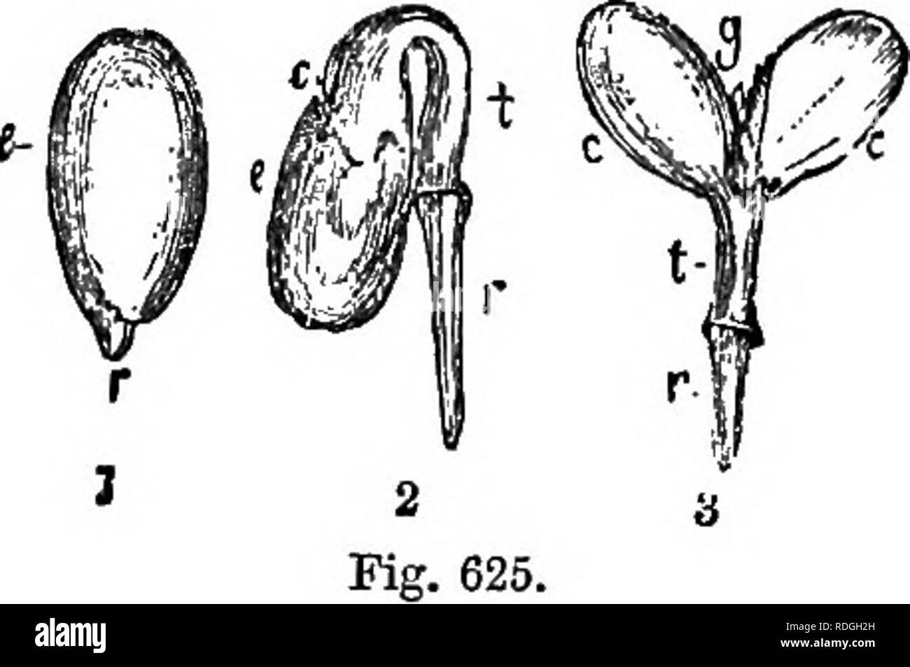 . A Manual of botany : being an introduction to the study of the ...