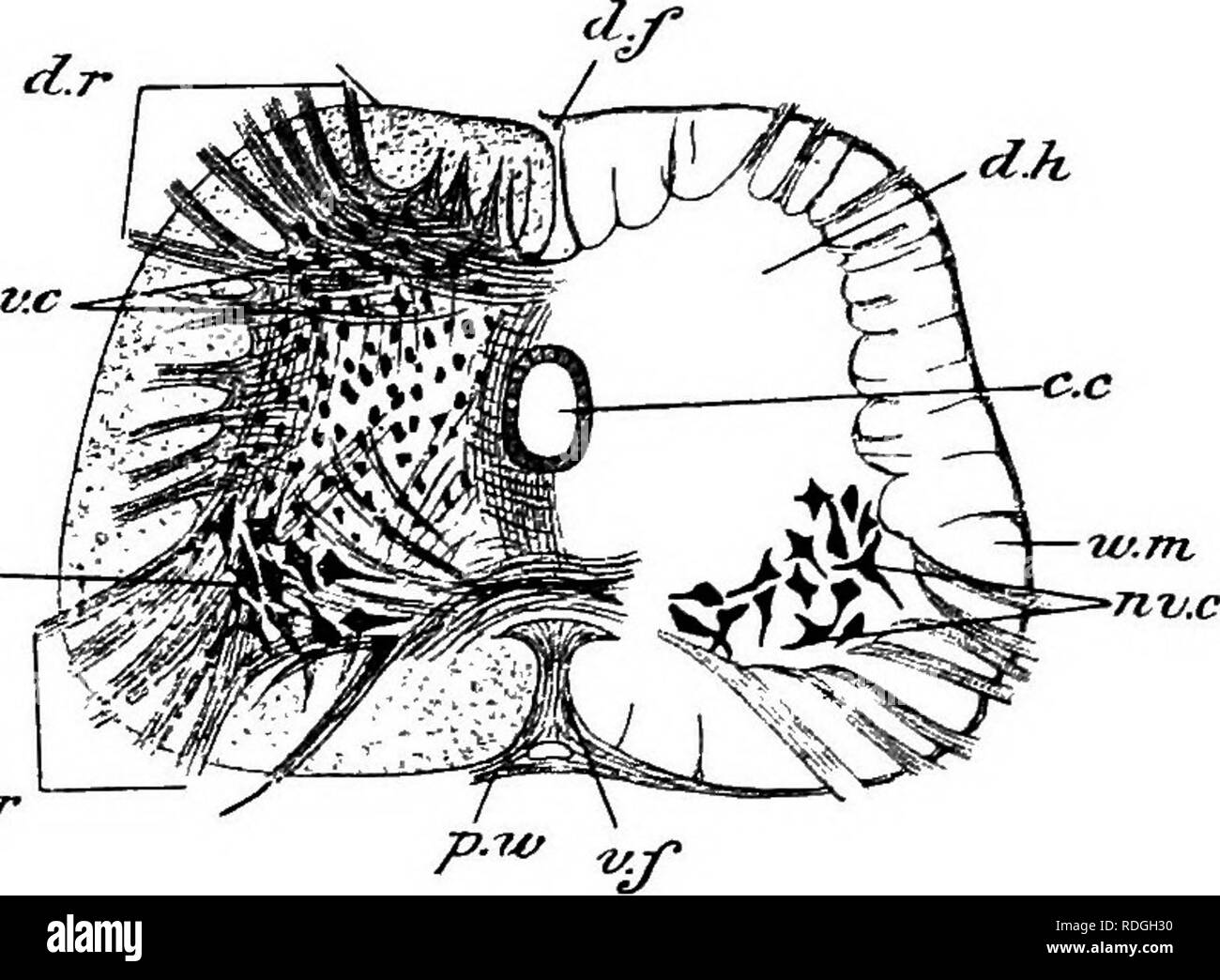 . An elementary course of practical zoology. Zoology. 156 THE FROG ...