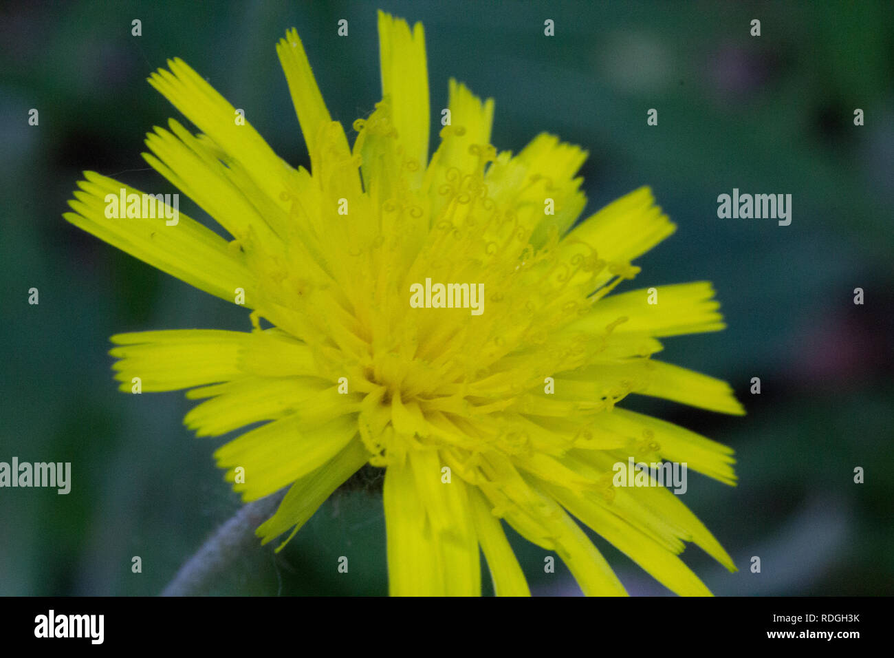 Cat's Ear Flower, Ohio Stock Photo - Alamy
