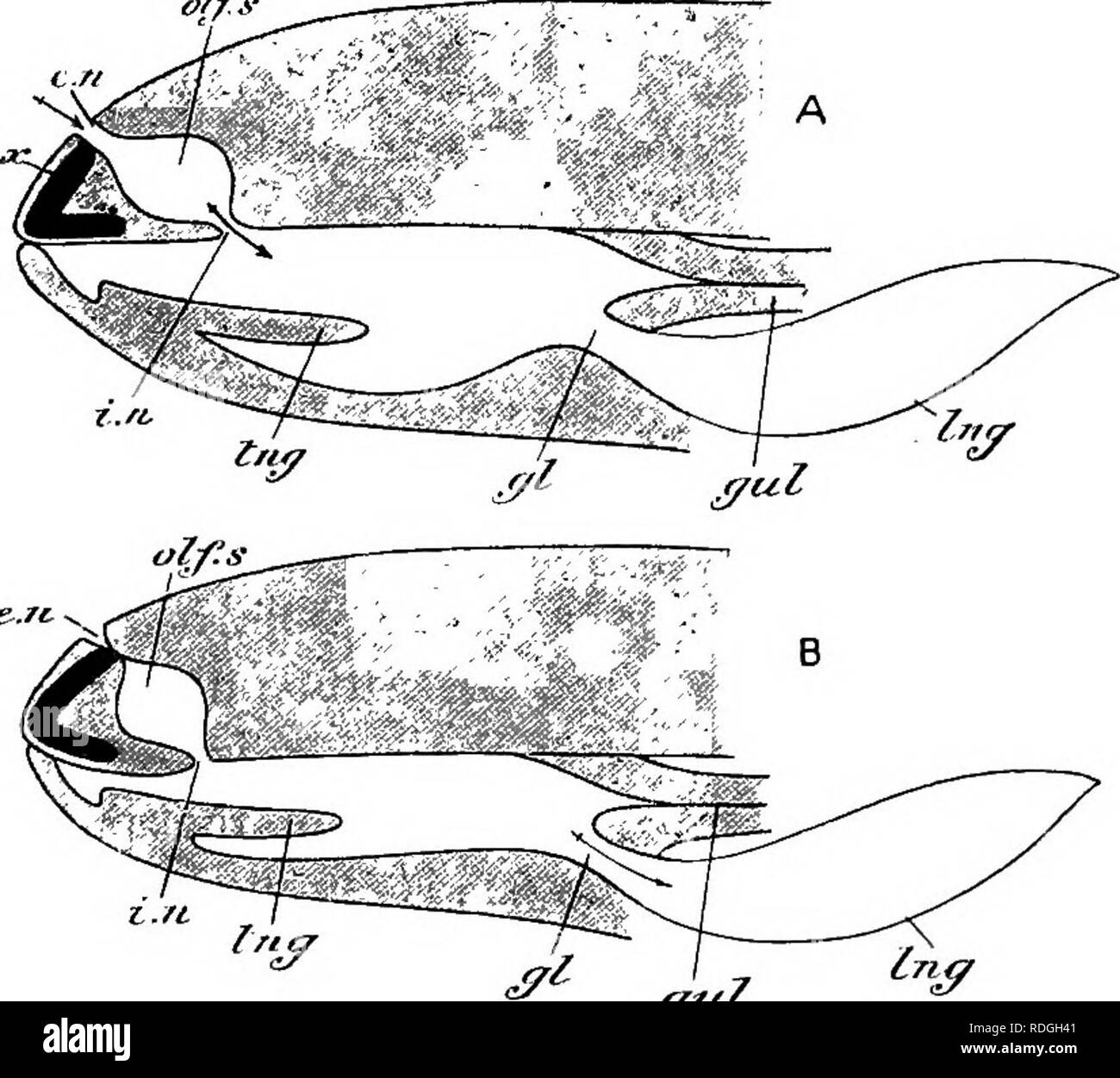 . An elementary course of practical zoology. Zoology. RESPIRATORY ...