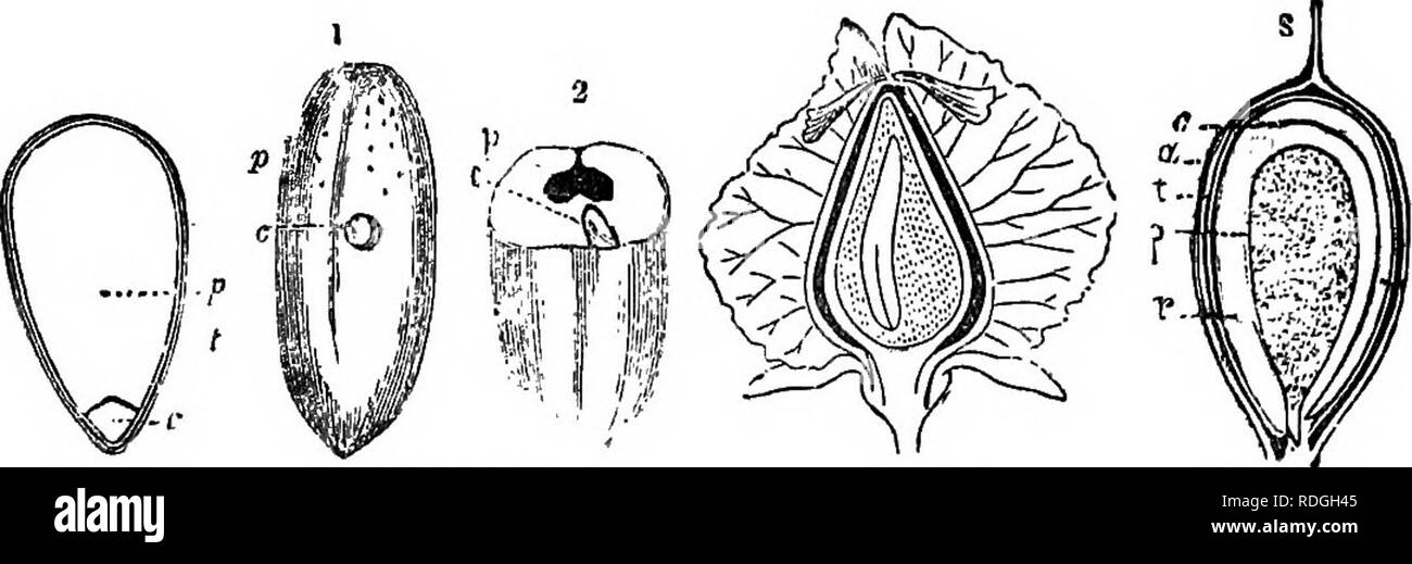 . A Manual of botany : being an introduction to the study of the ...