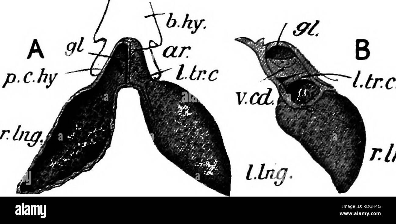 . An elementary course of practical zoology. Zoology. 142 THE FROG ...