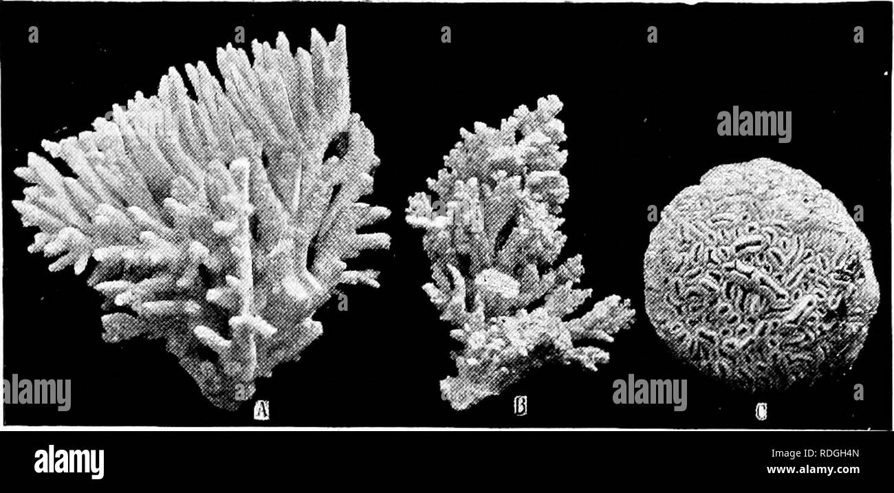 . A textbook in general zoology. Zoology. HYDR^, JELLYFISHES, SEA ...