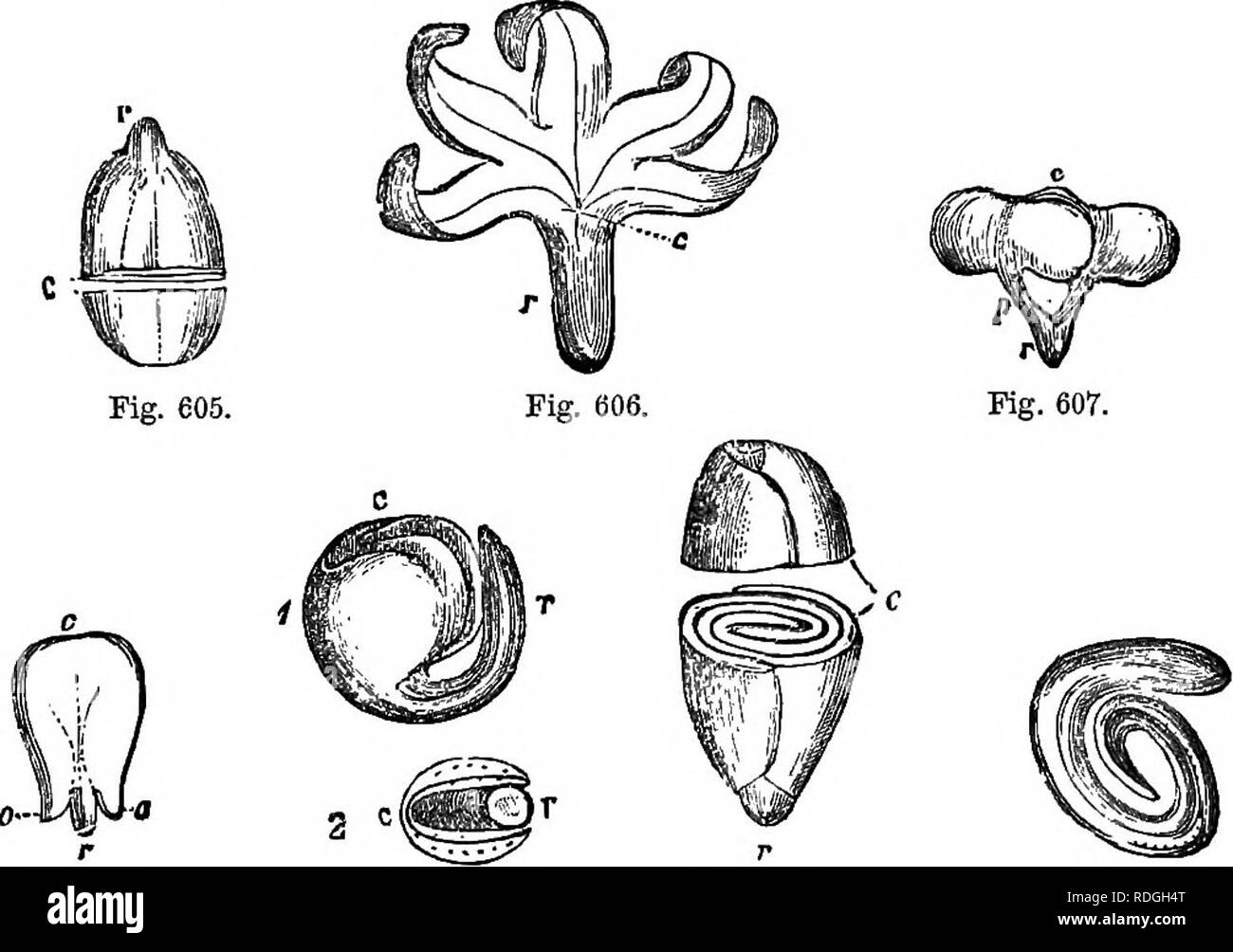 Plants distinct lobed structure hi-res stock photography and images - Alamy